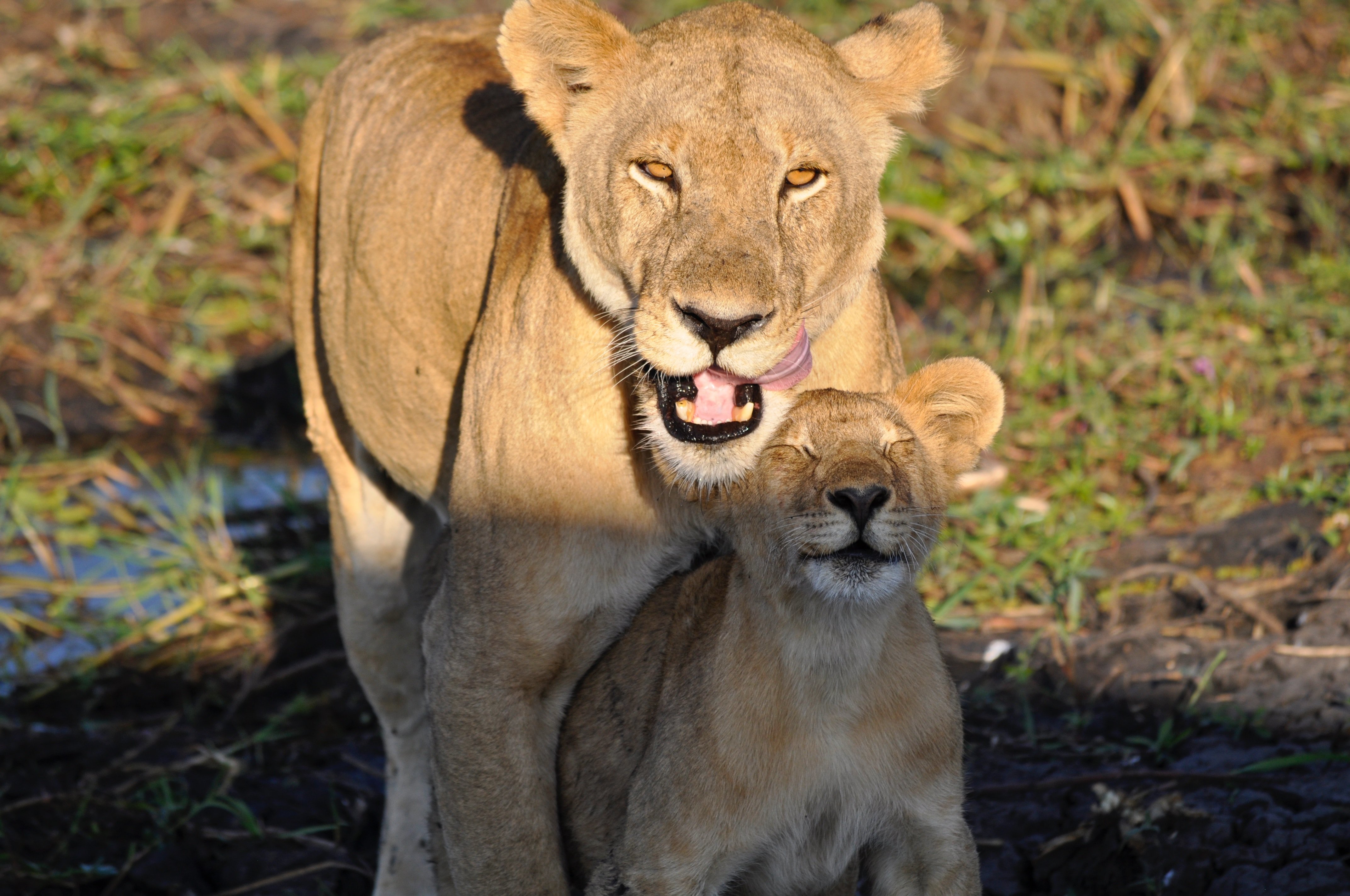 The roaring Leo that led me to run moon circles! - Anita D Marshall